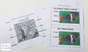ACTIVIDADES SOBRE MARIPOSAS - Los cuentos de Mamá